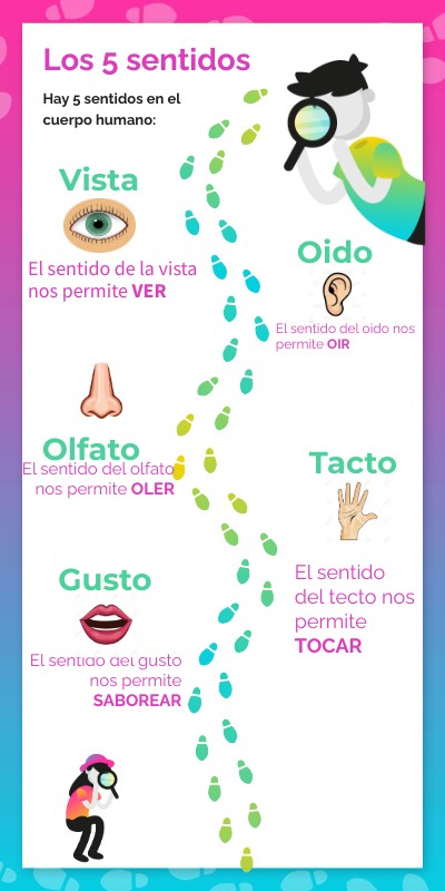 Los 5 sentidos