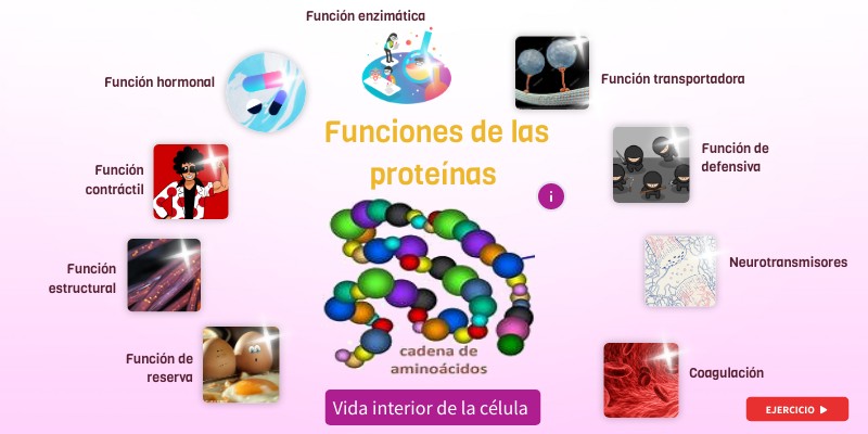 FUNCIONES DE LAS PROTEÍNAS | Genially