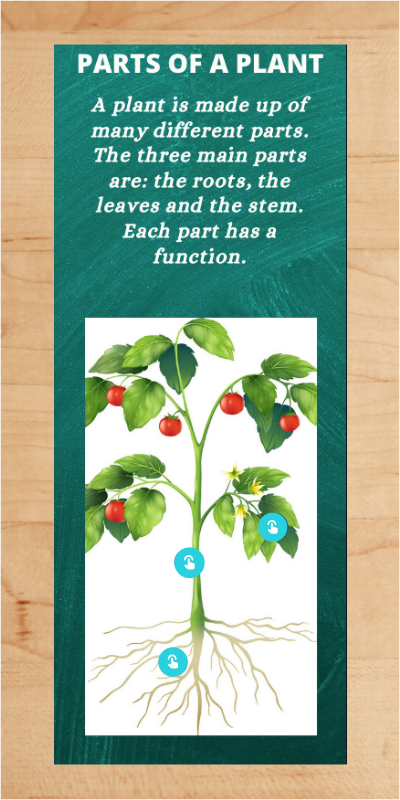 Parts of a plant
