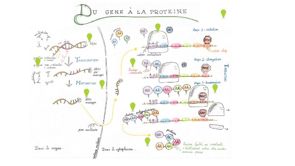 De l'ADN à la protéine, schéma bilan | Genially