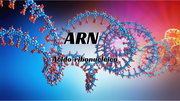 Ácido Ribonucleico (ARN)