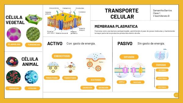 Transporte celular | Genially
