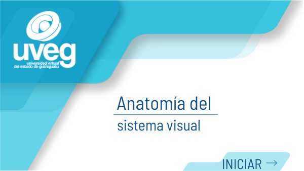 L5. Anatomía del sistema visual | Genially