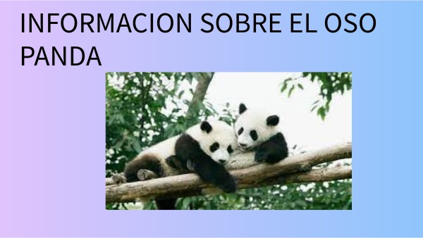 PRESENTACION OSO PANDA | Genially