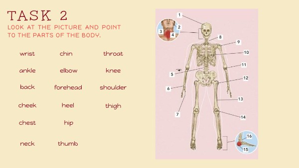 3ºESO Vocabulary: Human Body