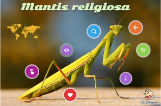 Mantis religiosa