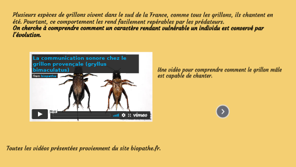 Selection sexuelle chez le grillon | Genially