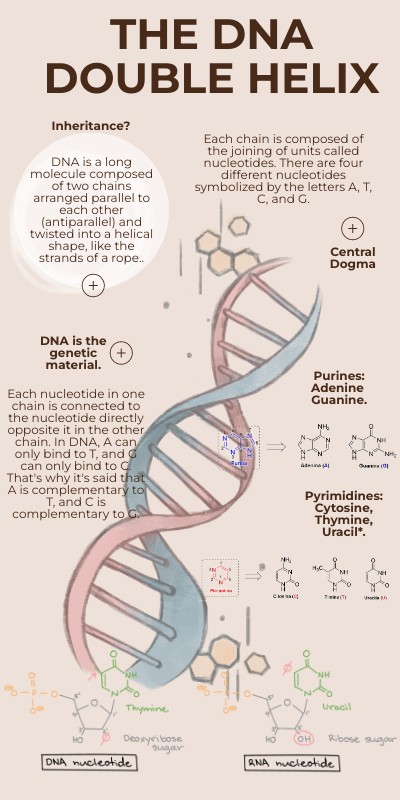 DNA INFO | Genially