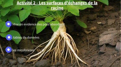 TP2 les racines | Genially