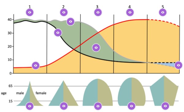 Demographic Transition Model | Genially