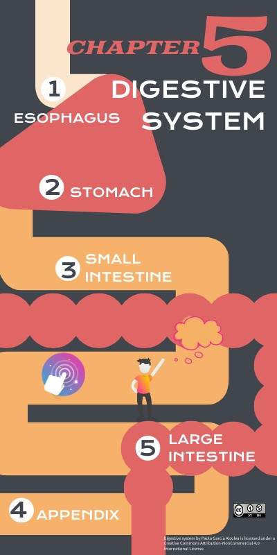 Digestive system | Genially