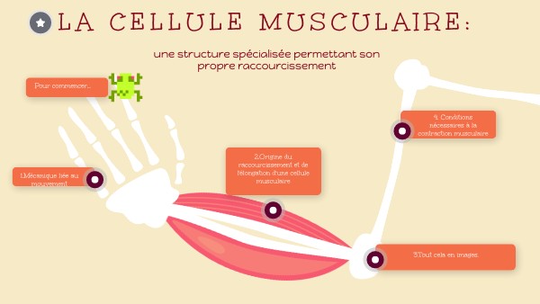 Helary La cellule musculaire | Genially