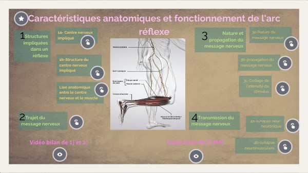 Bernasqué Réflexe myotatique: structure et fonctionnement | Genially