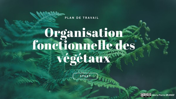 2GT-Organisation fonctionnelle des végétaux | Genially