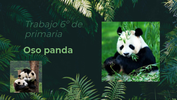 Los osos panda