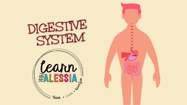 Digestive System | Genially