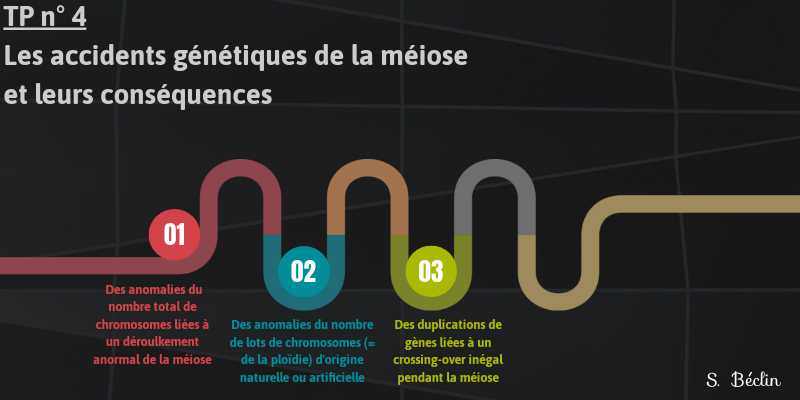 TP4 anomalies de méiose | Genially