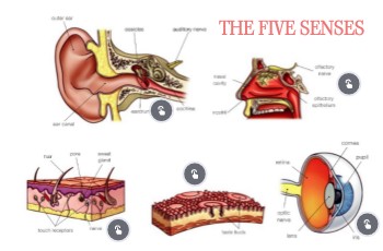 Sense organs and senses | Genially