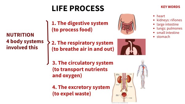LIFE PROCESS NUTRITION | Genially