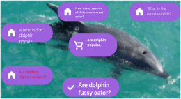 dolphin facts