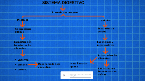 7° DIGESTION HUMANA PASO A PASO BIOLOGIA