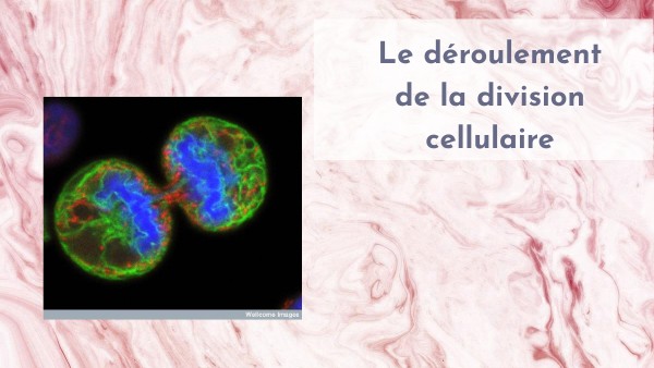 Le déroulement de la division cellulaire