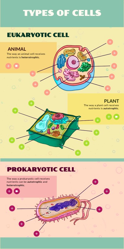 TYPES OF CELLS: VERTICAL INFOGRAPHIC