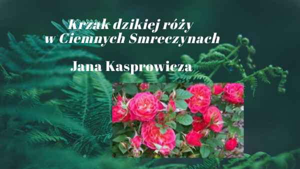 Krzak dzikiej róży | Genially