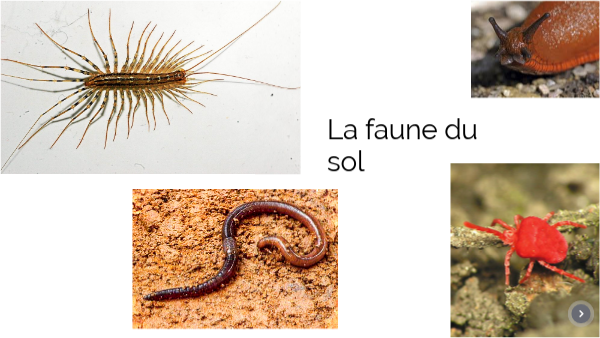 faune du sol