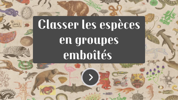 classification sixième | Genially