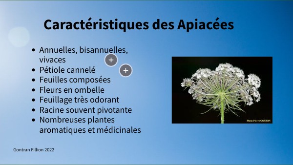 Apiacées/asteracées