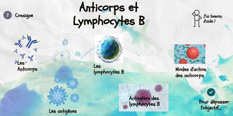 Lymphocytes B et anticorps | Genially