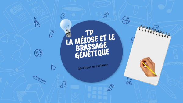 TP méiose et brassage génétique | Genially