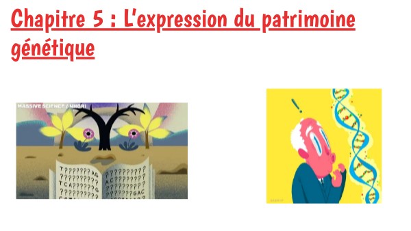 Chapitre 5 : L’expression du patrimoine génétique | Genially