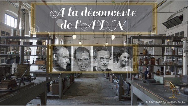 Structure ADN | Genially