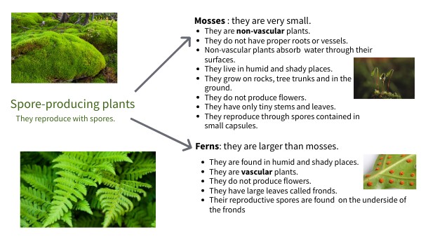 Spore-producing plants | Genially