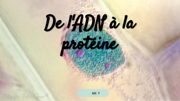 1spéSVT - de l'ADN à la protéine : Transcription | Genially