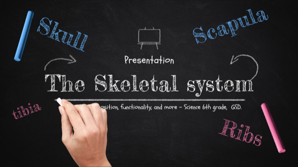 The skeletal system 6th graders