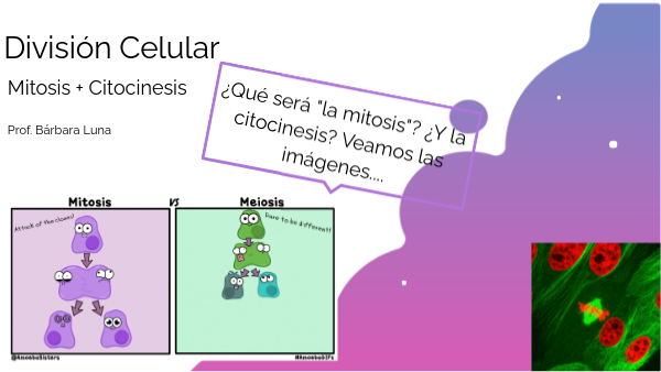 División Celular