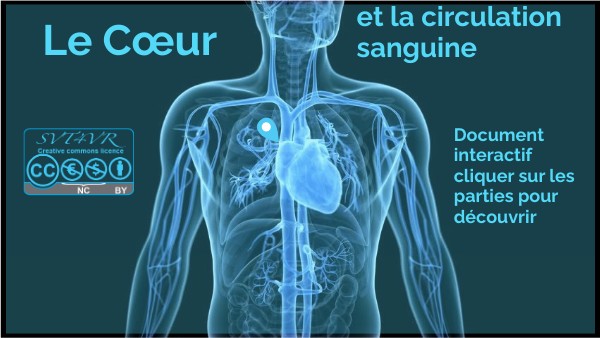 Coeur-circulation | Genially