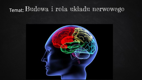 Budowa i rola układu nerwowego- klasa 7 | Genially