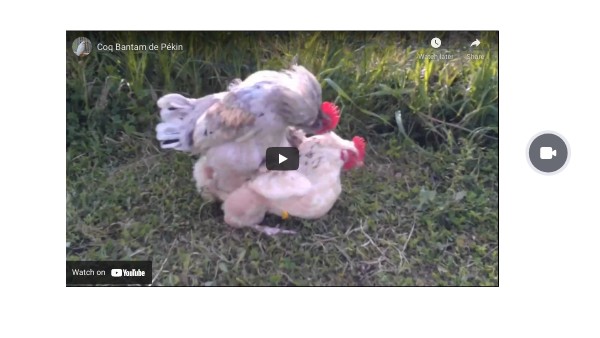 fécondation interne | Genially