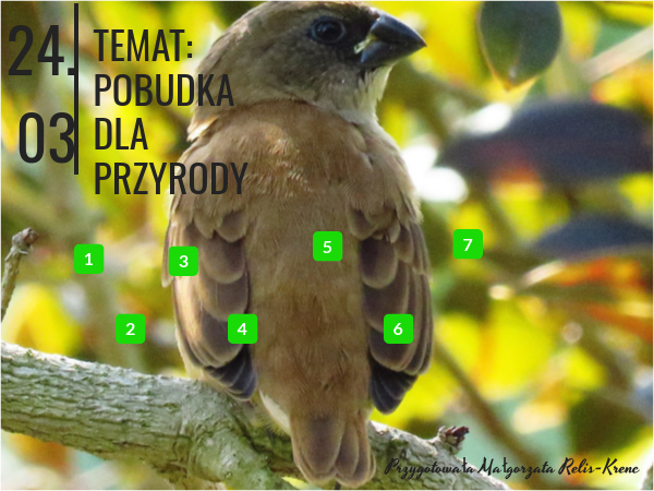 Pobudka dla przyrody | Genially