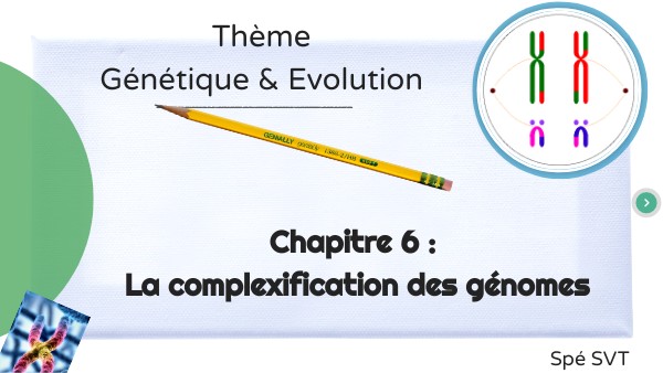 Term Spé SVT - Chap 6 - Complexification des génomes