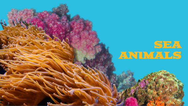 sea animals | Genially