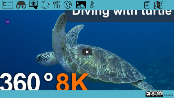 Tortue verte | Genially