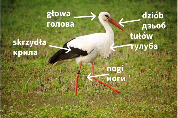 Bocian - części ciała