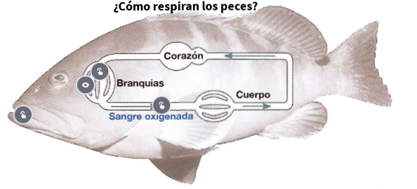¿Cómo respiran los peces?