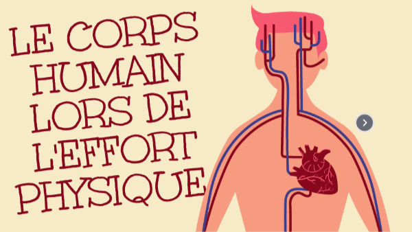 Le corps humain lors de l'effort physique | Genially