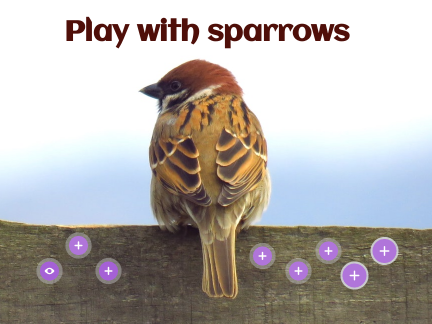 Play with sparrows